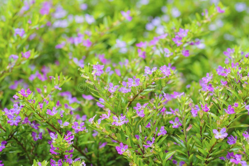 False Heather, Elfin Herb or Cuphea Hyssopifola Flowers. Macro ...