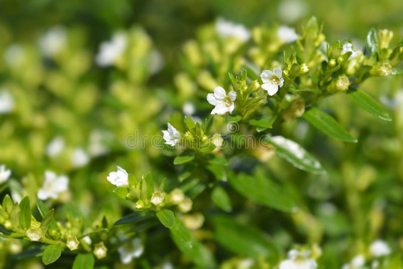 False heather stock image. Image of summer, hyssopifolia - 193926409