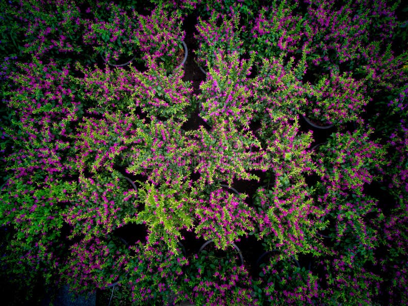 False Heather Growing on Pots Stock Image - Image of grass, mexican ...