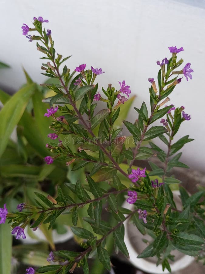 False Heather or Elfin Herb Purple Flower Have Blooming Stock Image ...