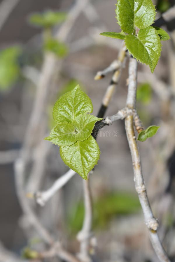 False hydrangea Moonlight stock photo. Image of leaves - 336337824
