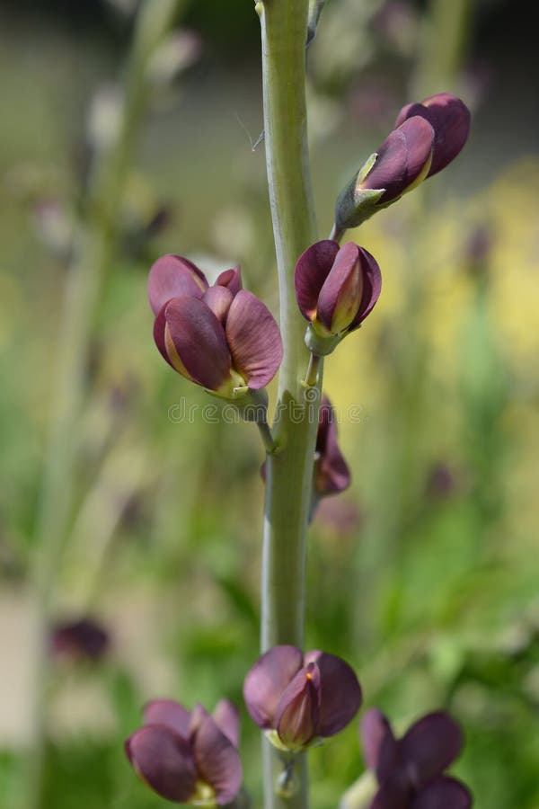 False indigo hybrid stock image. Image of false, plant - 147124685