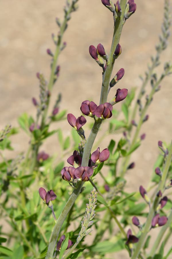 False indigo hybrid stock image. Image of indigo, botany - 147493813