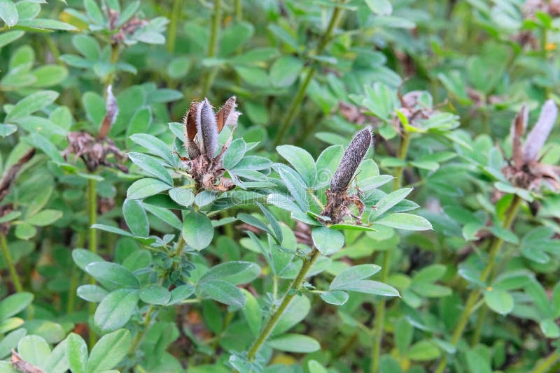 False Indigo Seed Pods. Baptisia Plant Pods. Puffy, Oblong Seed Pods ...