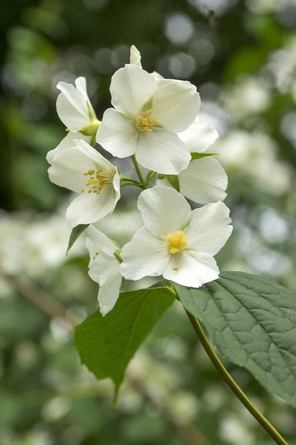 False Jasmine, Mock-orange, Philadelphus in Bloom Stock Photo - Image ...
