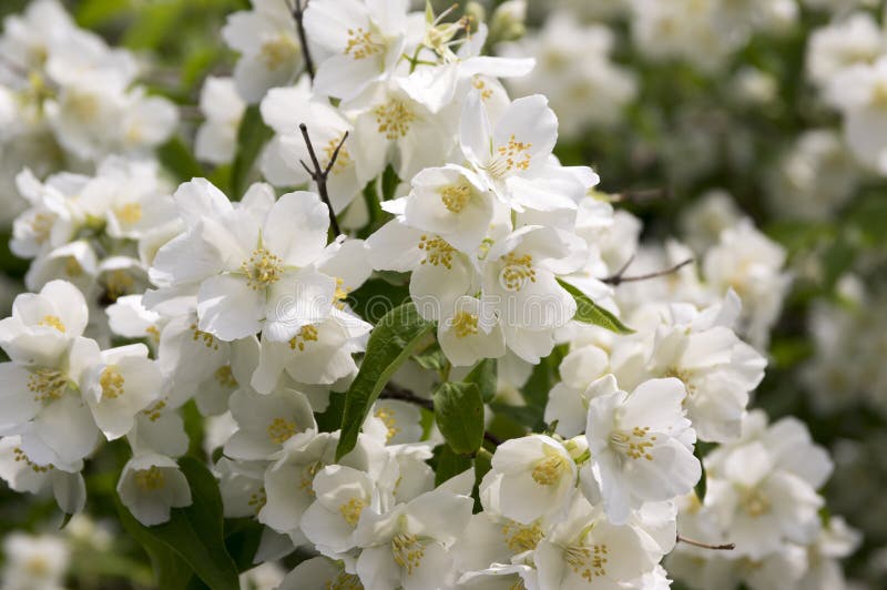 False Jasmine, Mock-orange, Philadelphus in Bloom Stock Photo - Image ...
