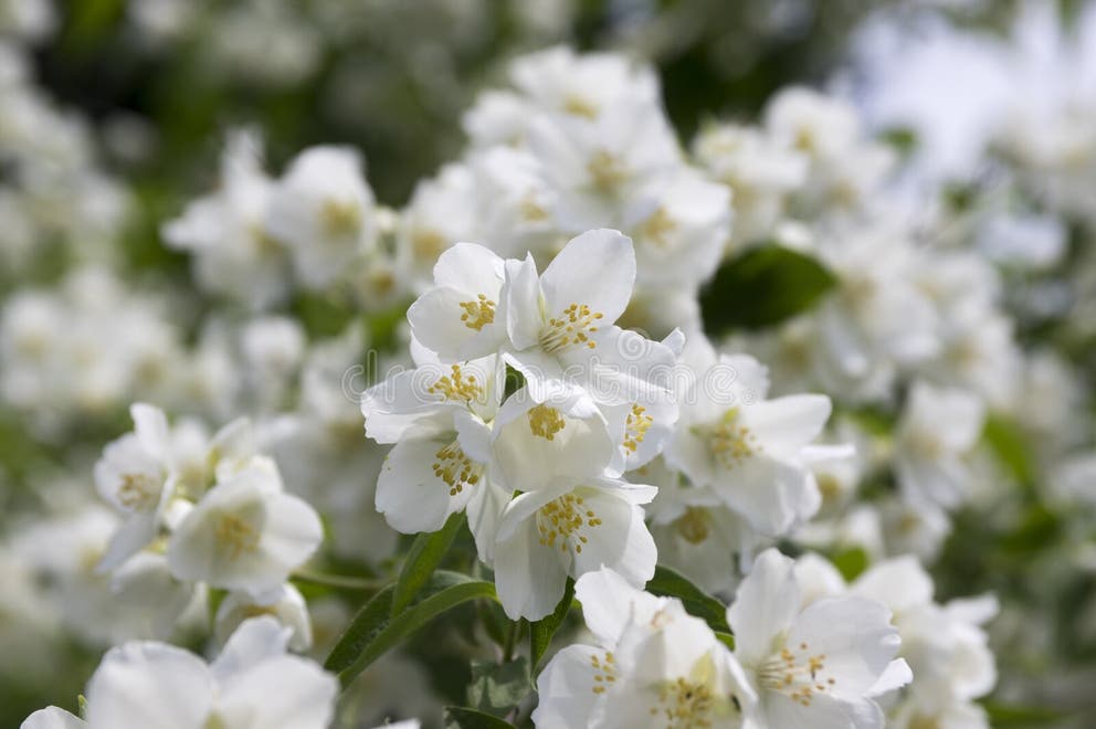 False Jasmine, Mock-orange, Philadelphus in Bloom Stock Photo - Image ...