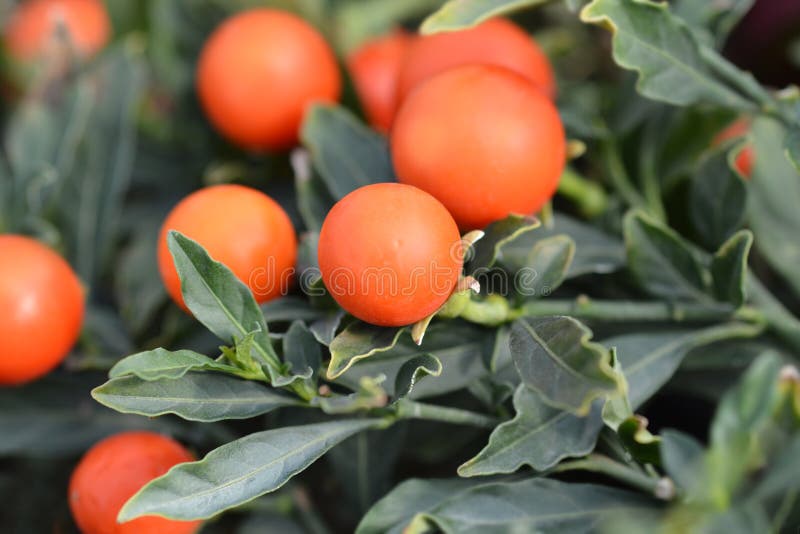 Jerusalem Cherry Winter Cherry ( Solanum Pseudocapsicum ) Berries ...