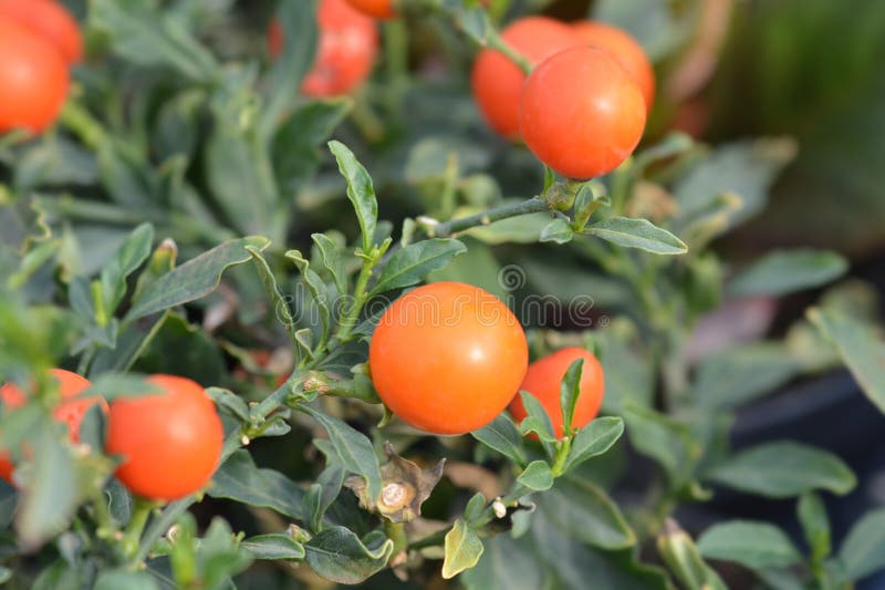 Jerusalem Cherry Winter Cherry ( Solanum Pseudocapsicum ) Berries ...