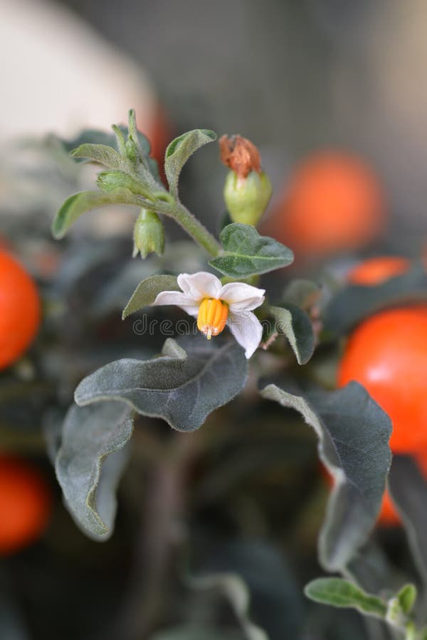 Jerusalem Cherry Winter Cherry ( Solanum Pseudocapsicum ) Berries ...