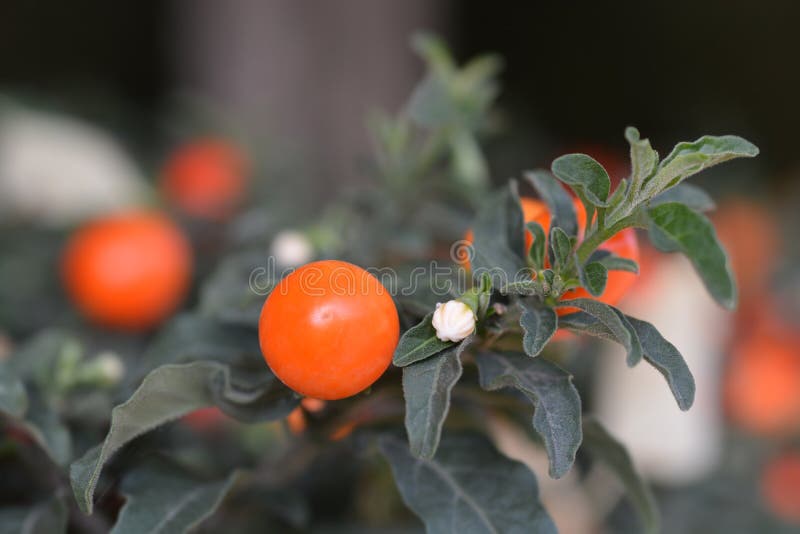 Jerusalem Cherry Winter Cherry ( Solanum Pseudocapsicum ) Berries ...