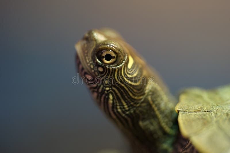 Alabama Wild Pig Map Stock Photos - Free & Royalty-Free Stock Photos ...