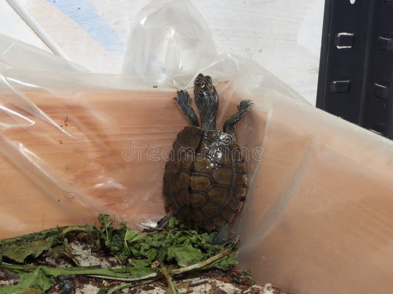 The False Map Turtle (Graptemys Pseudogeographica) Indoor Stock Image ...