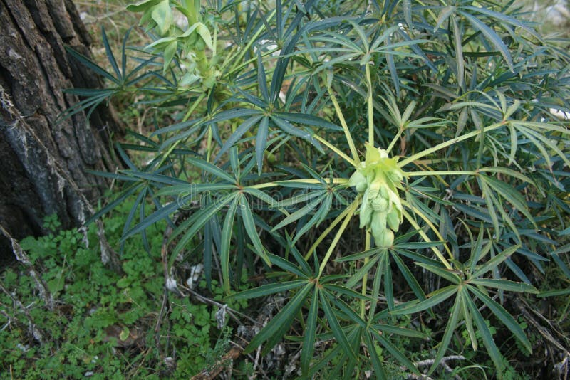 False marihuana plant stock image. Image of green, contrast - 171345967