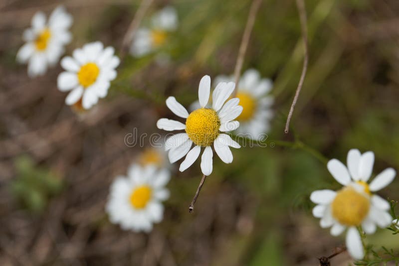 False Mayweed Tripleurospermum Maritimum Stock Photo - Image of beauty ...