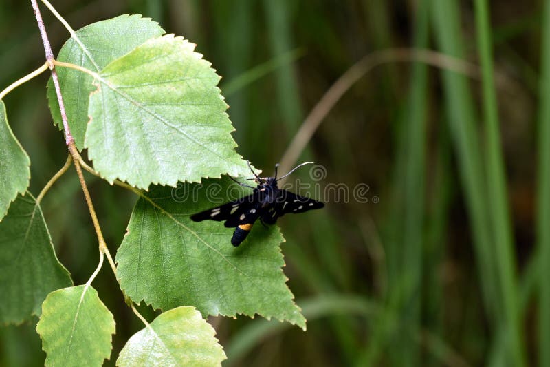 A False Moth Butterfly Sits on a Plant. Stock Image - Image of color ...