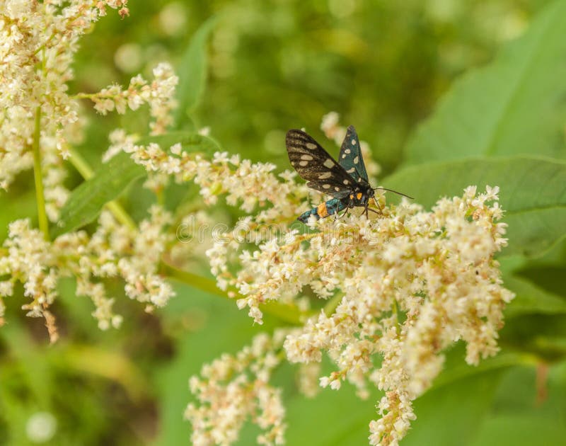 False Parsley Syntomis Phegea on the Flower Stock Image - Image of ...