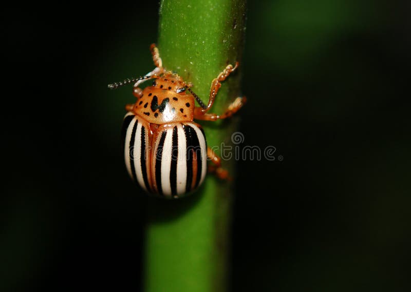 False Potato Beetle stock photo. Image of milkweed, weed - 3098470