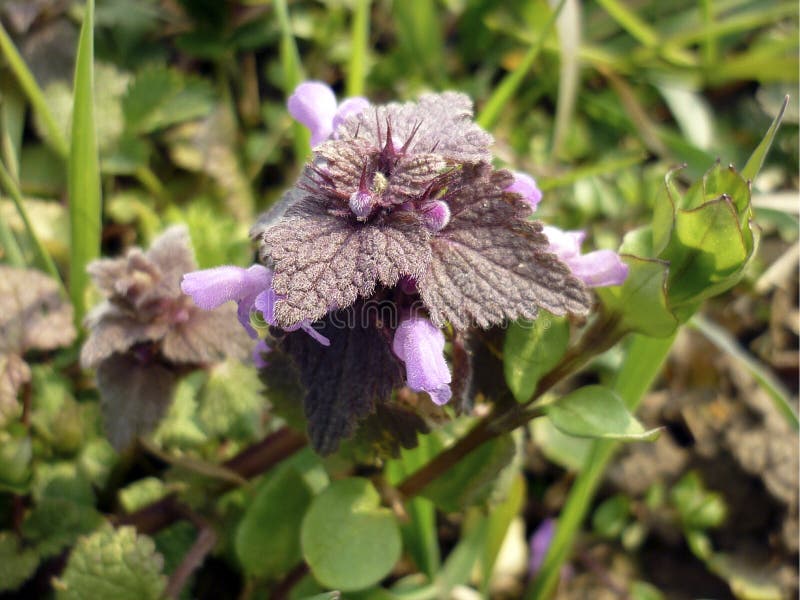 False Purple Thistle Wichita Mountains Wildlife Refuge Oklahoma Stock ...
