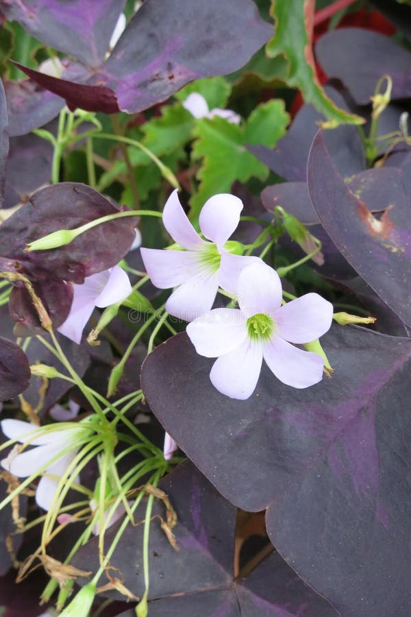 False Shamrock (Oxalis Triangularis) Stock Photo - Image of ...