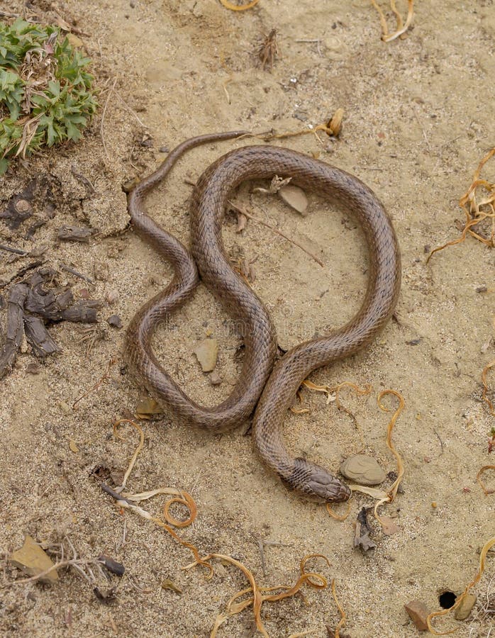 False Smooth Snake, Macroprotodon Cucullatus Stock Photo - Image of ...