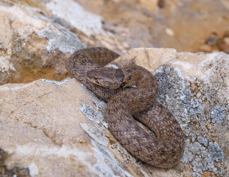False Smooth Snake, Macroprotodon Cucullatus Stock Image - Image of ...