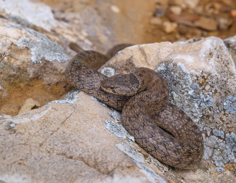 False Smooth Snake, Macroprotodon Cucullatus Stock Image - Image of ...