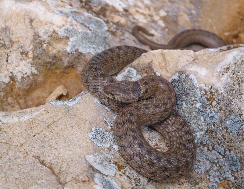False Smooth Snake, Macroprotodon Cucullatus Stock Photo - Image of ...