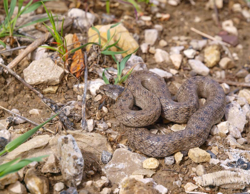 Macroprotodon Cucullatus Stock Photos - Free & Royalty-Free Stock ...