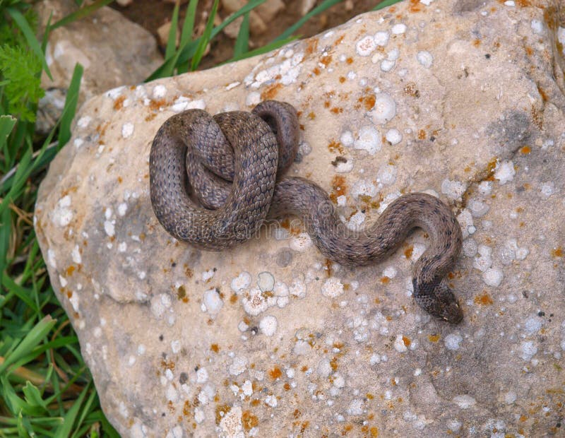 Macroprotodon Cucullatus Stock Photos - Free & Royalty-Free Stock ...