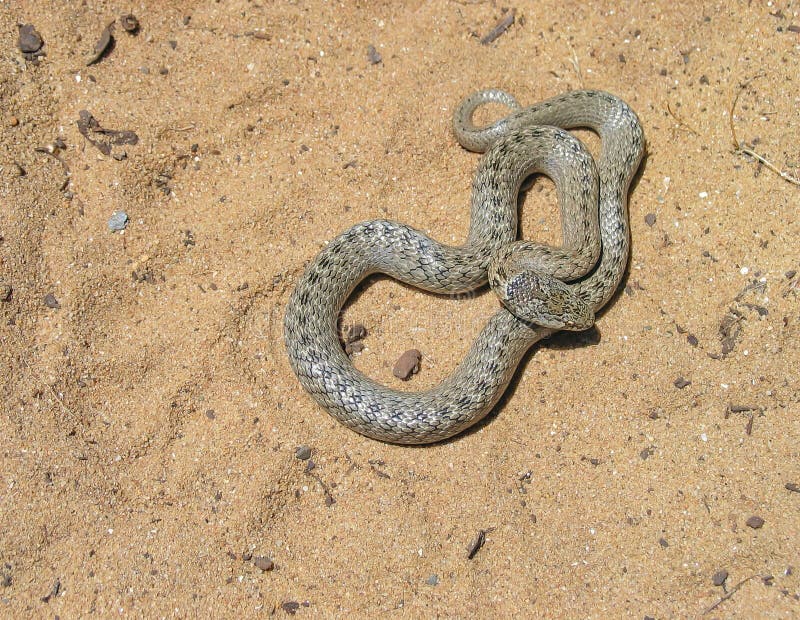 Macroprotodon Cucullatus Stock Photos - Free & Royalty-Free Stock ...