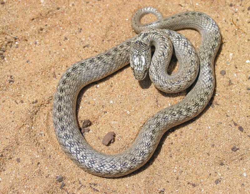 False Smooth Snake, Macroprotodon Cucullatus Stock Image - Image of ...