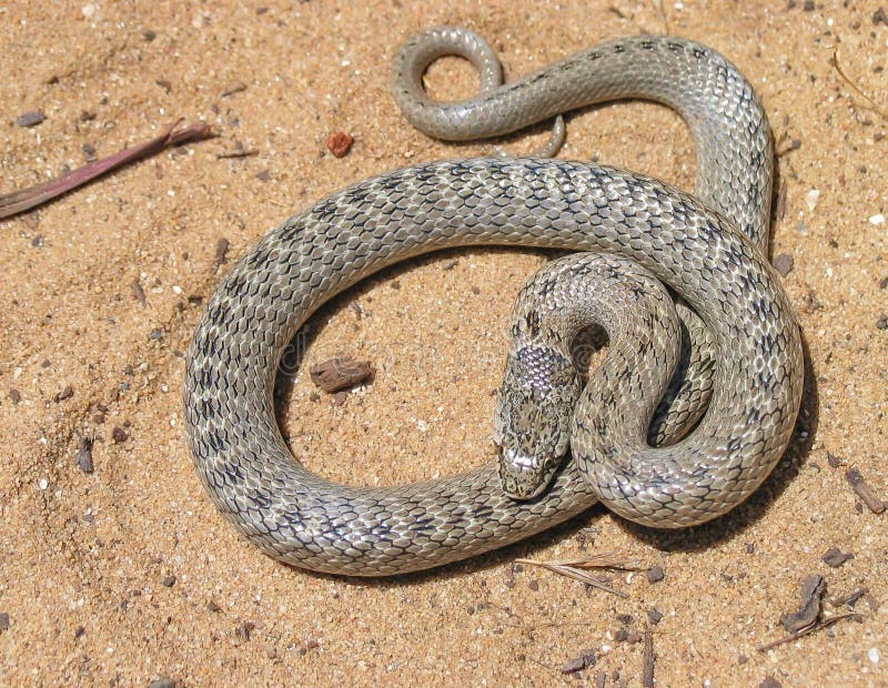 False Smooth Snake, Macroprotodon Cucullatus Stock Photo - Image of ...
