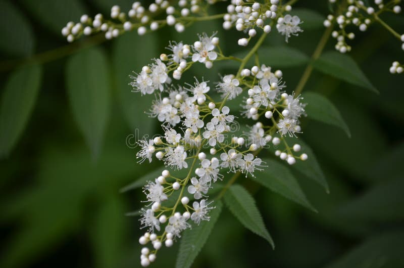 False spirea growing wild stock image. Image of leaf - 125960797