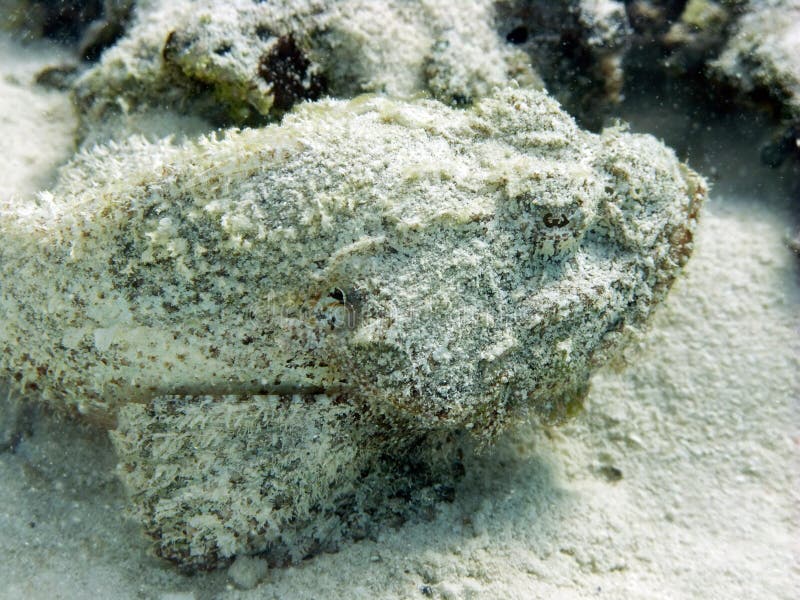 False Stonefish stock photo. Image of stonefish, devil - 9702844