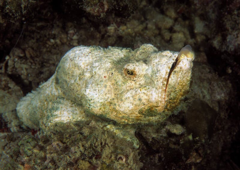 False Stonefish, Mabul Island, Sabah Stock Image - Image of ocean, fish ...