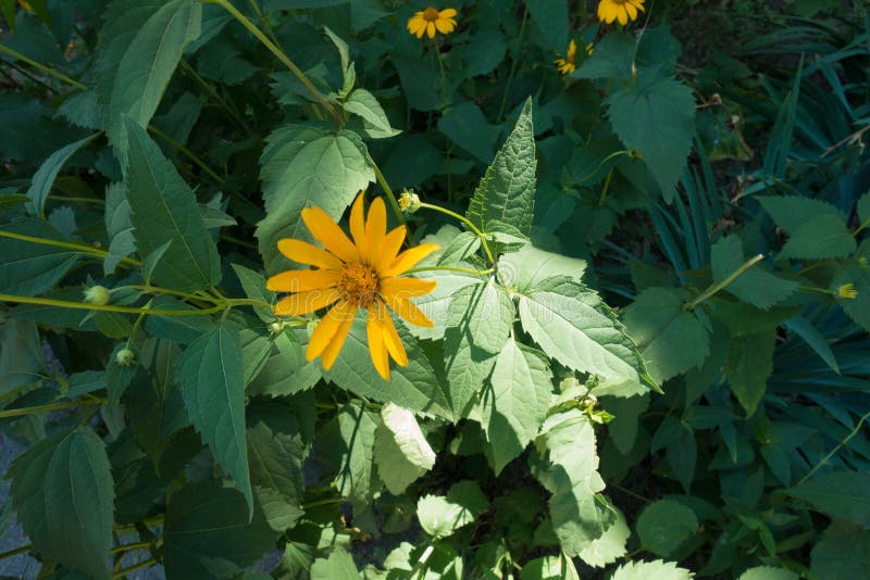 False Sunflower with Slender Stem and Yellow Flower Stock Image - Image ...
