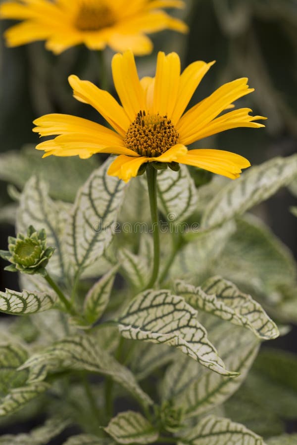 Heliopsis Sunstruck Stock Photos - Free & Royalty-Free Stock Photos ...