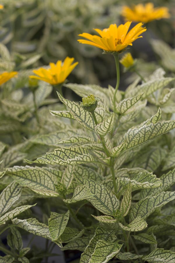 Heliopsis Sunstruck Stock Photos - Free & Royalty-Free Stock Photos ...