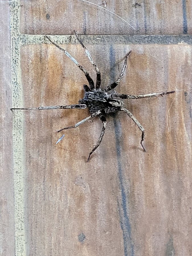 False tarantula spider stock image. Image of pest, leaf - 238253819