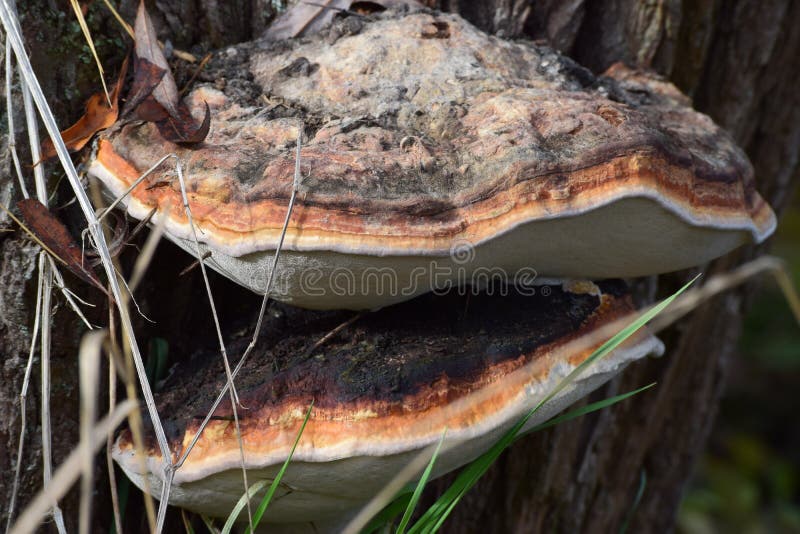 303 Tinder Sponge Stock Photos - Free & Royalty-Free Stock Photos from ...