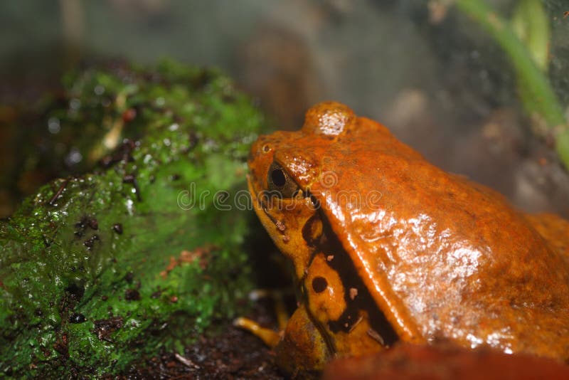 False tomato frog stock image. Image of nature, madagascar - 56515643