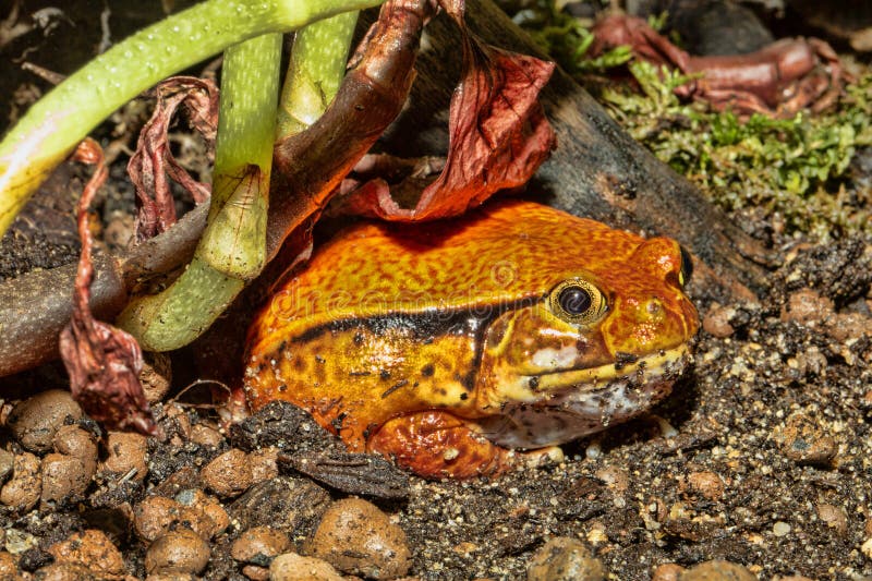 One False Tomato Frog, Dyscophus Guineti, Sitting on the Ground and ...