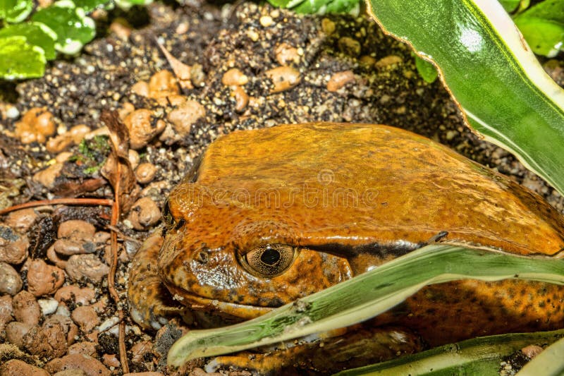 One False Tomato Frog, Dyscophus Guineti, Sitting on the Ground and ...