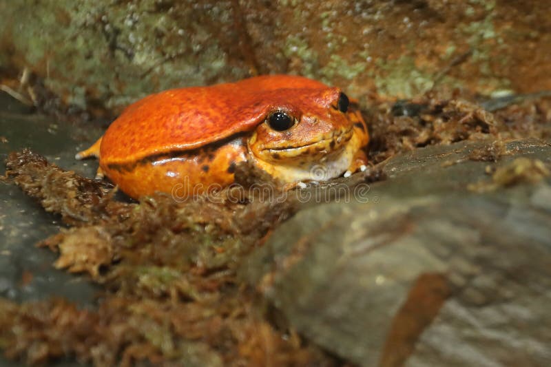 False tomato frog stock photo. Image of nature, false - 388863974