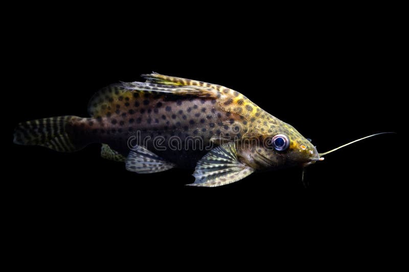 False Upside Down Catfish