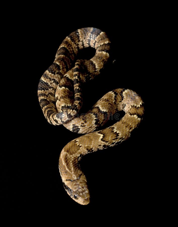 False Water Cobra Picture. Image: 7959948