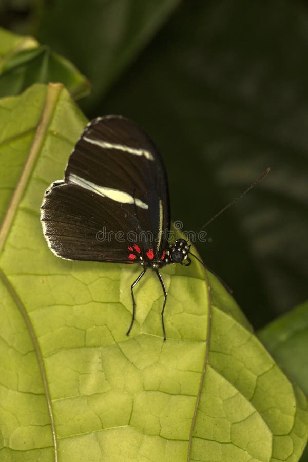 The False Zebra Longwing Heliconius Atthis. Stock Image - Image of ...