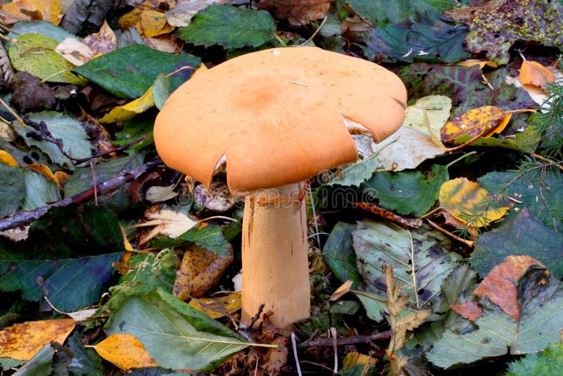 Falsk kantarell arkivfoto. Bild av väx, grönsak, gulaktigt - 33835978