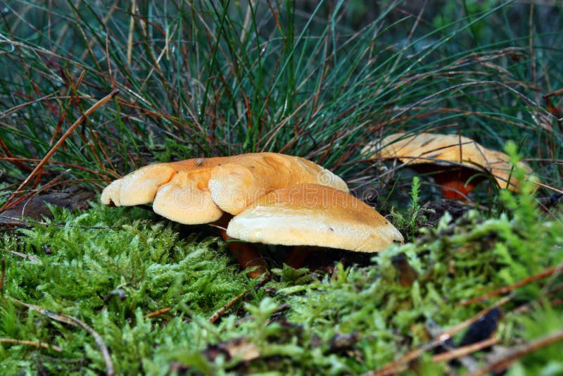 Falsk kantarell arkivfoto. Bild av väx, grönsak, gulaktigt - 33835978